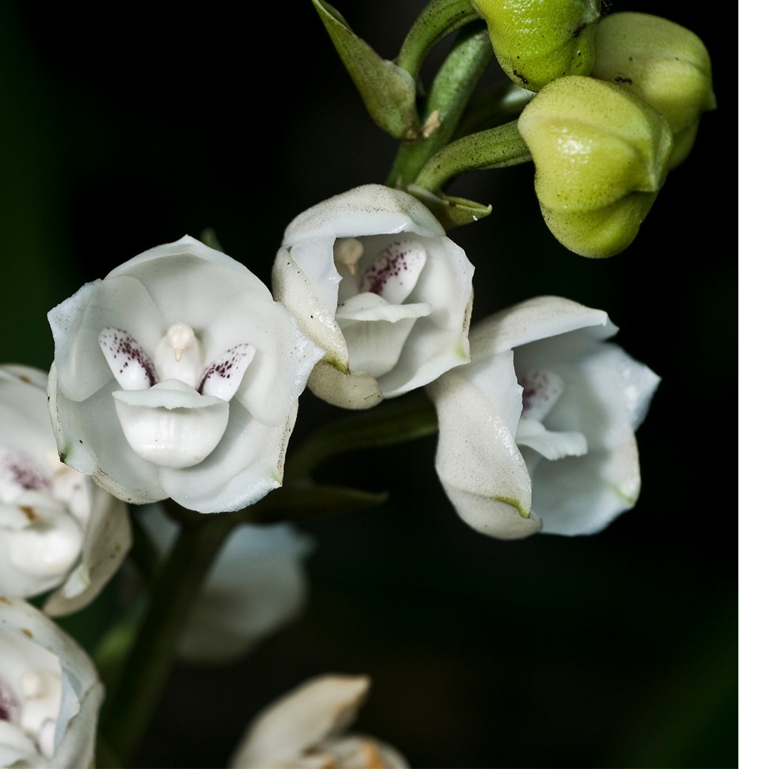 La Fascinante Flor del Espíritu Santo Peristeria Elata y su Importancia ...